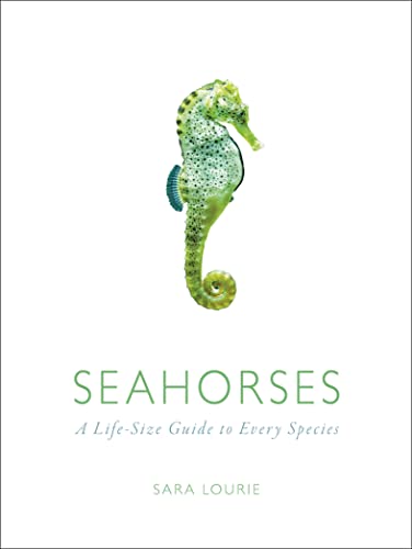 Seahorses: A Life-Size Guide to Every Species | Plot Twist